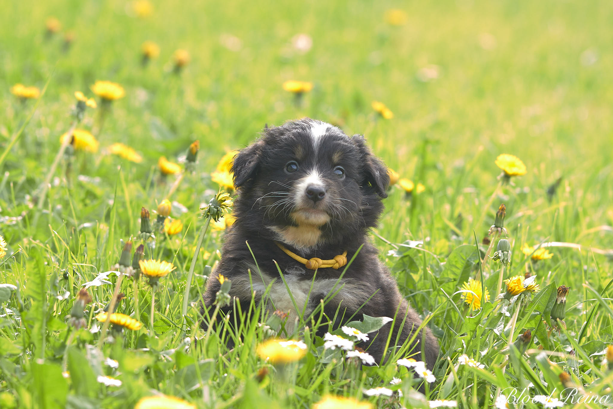 Empreinte Écologique d'un Chien